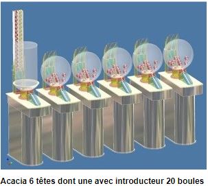Acacia - Ryo-Catteau